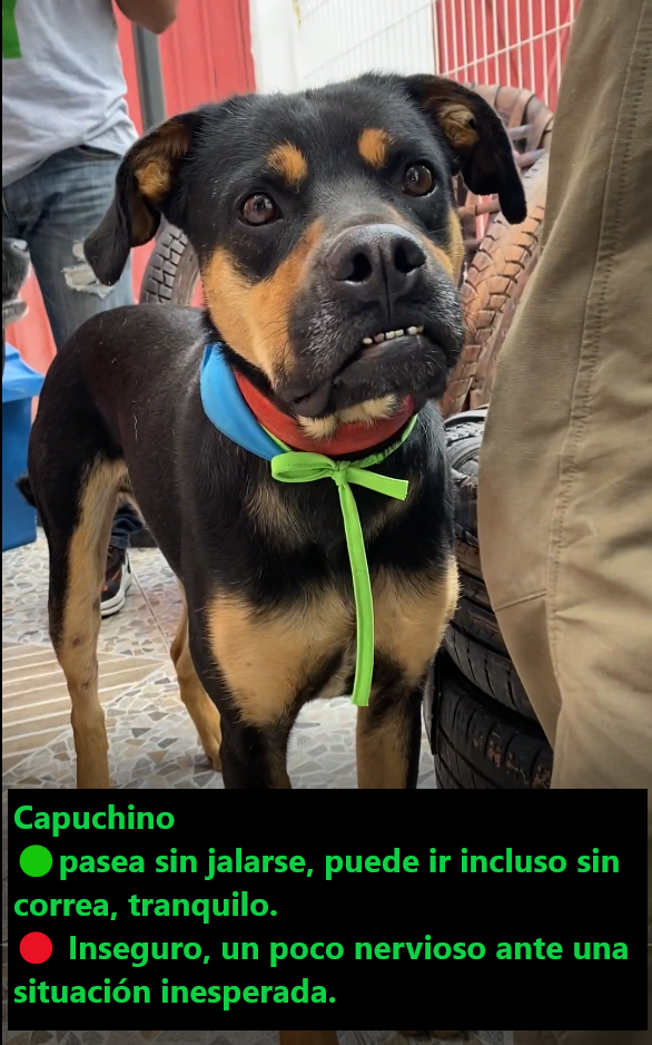 Adopciones – Lea y Maya