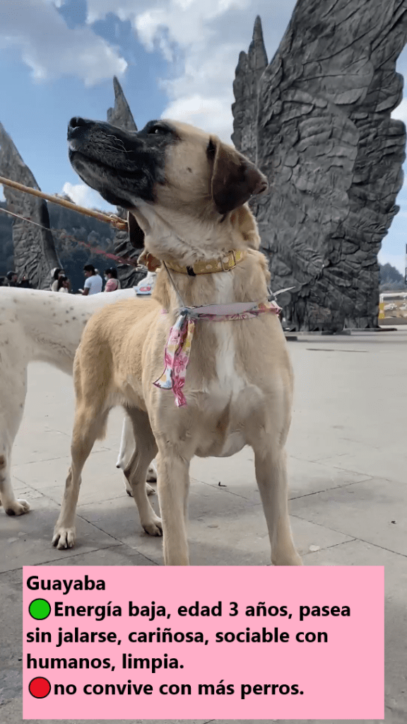 Adopciones – Lea y Maya